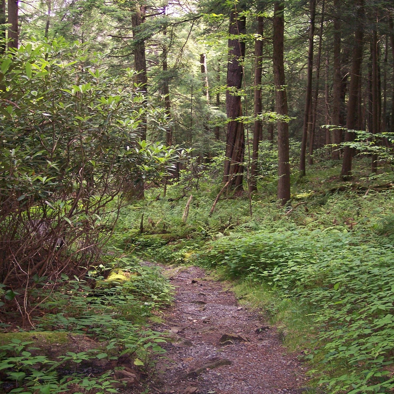 Cathedral State Park - Ancient hemlock forest in Aurora, West Virginia, US